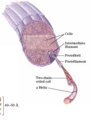 keratin treatment which contains hair treatment and protein